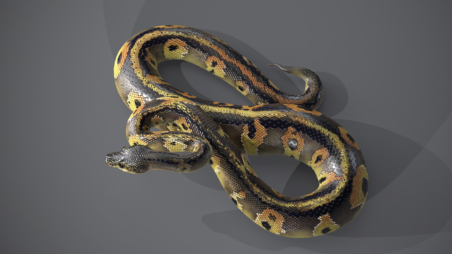 3D Blackhead Ball Python Snake Rigged Animated PBR - TurboSquid 2328601