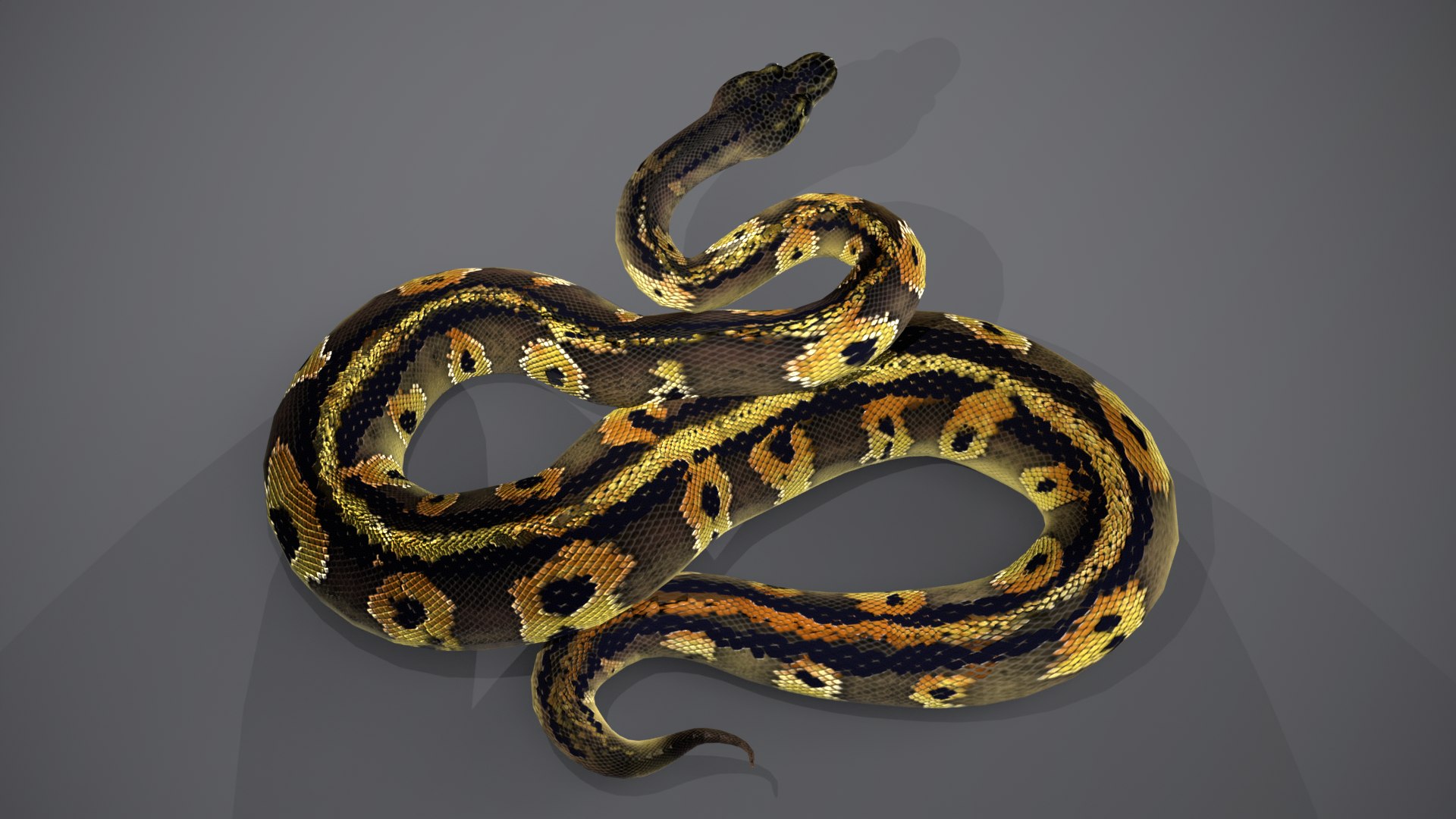 3D Blackhead Ball Python Snake Rigged Animated PBR - TurboSquid 2328601