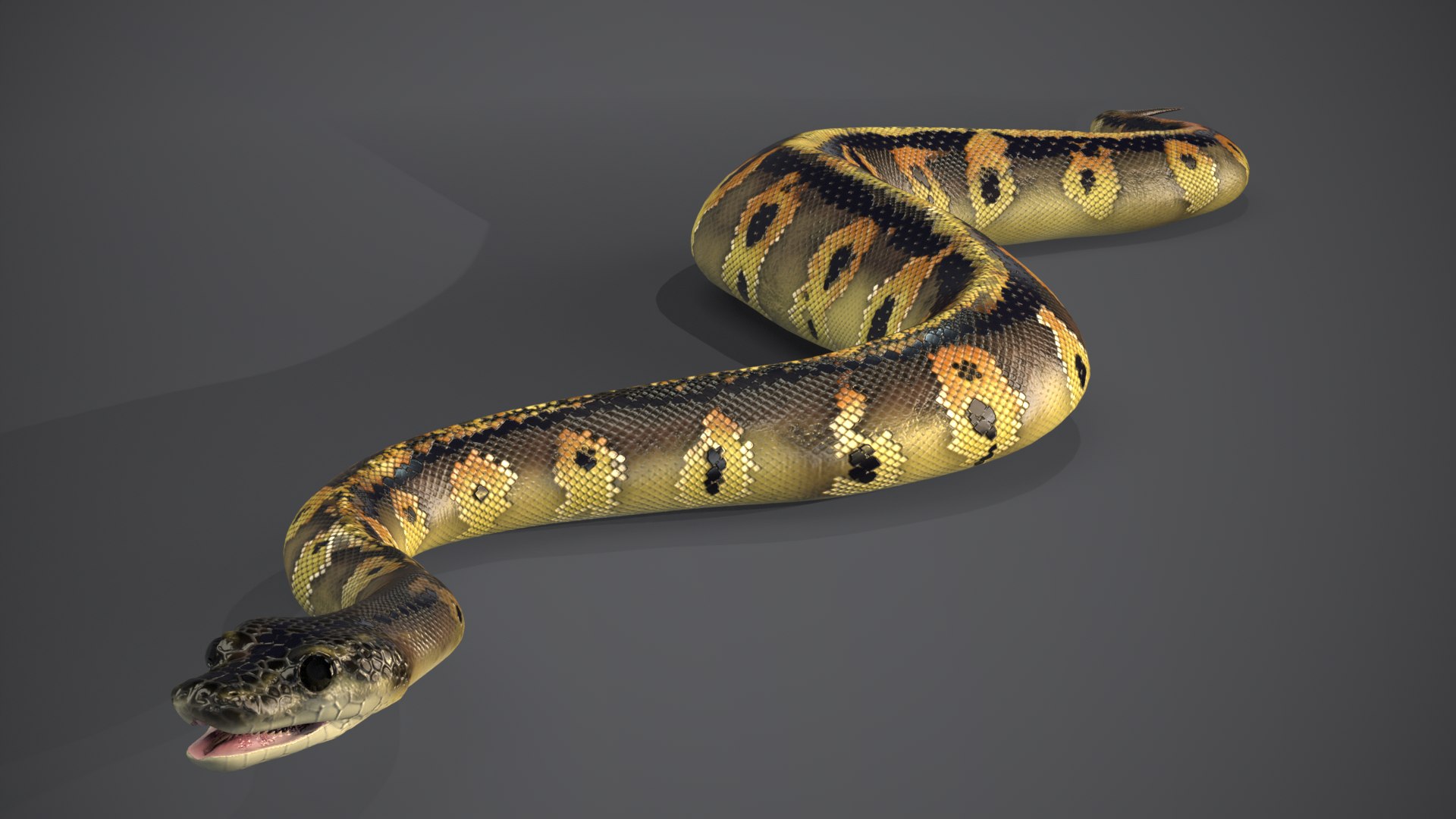 3D Blackhead Ball Python Snake Rigged Animated PBR - TurboSquid 2328601