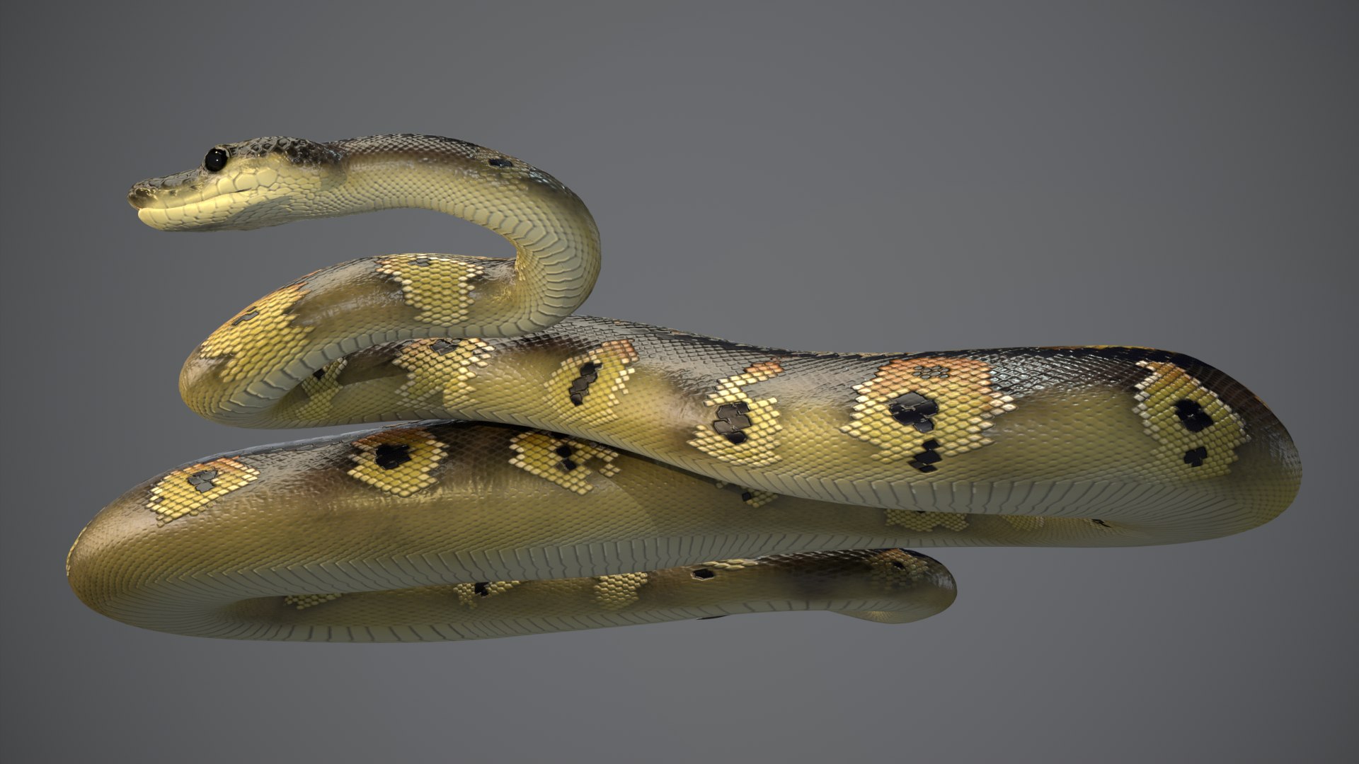 3D Blackhead Ball Python Snake Rigged Animated PBR - TurboSquid 2328601