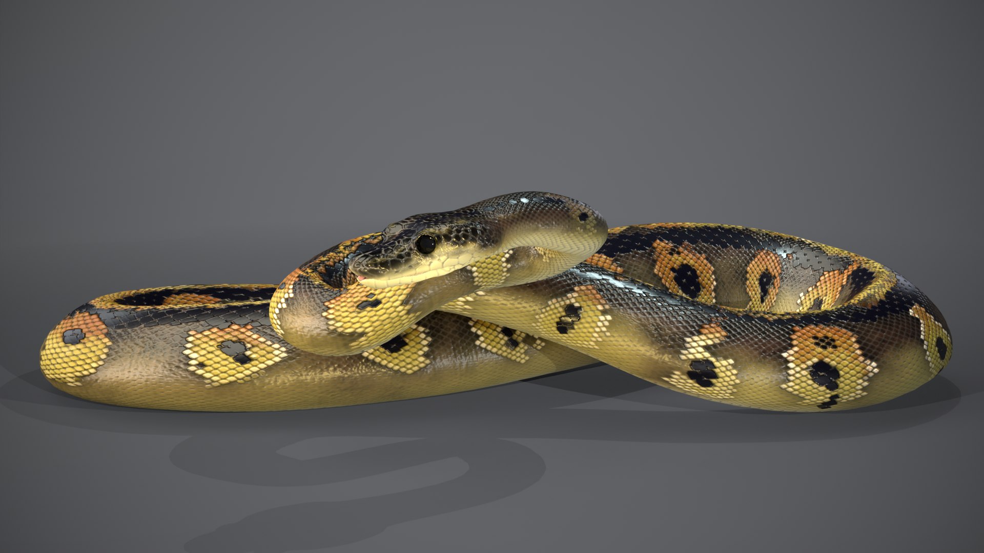 3D Blackhead Ball Python Snake Rigged Animated PBR - TurboSquid 2328601