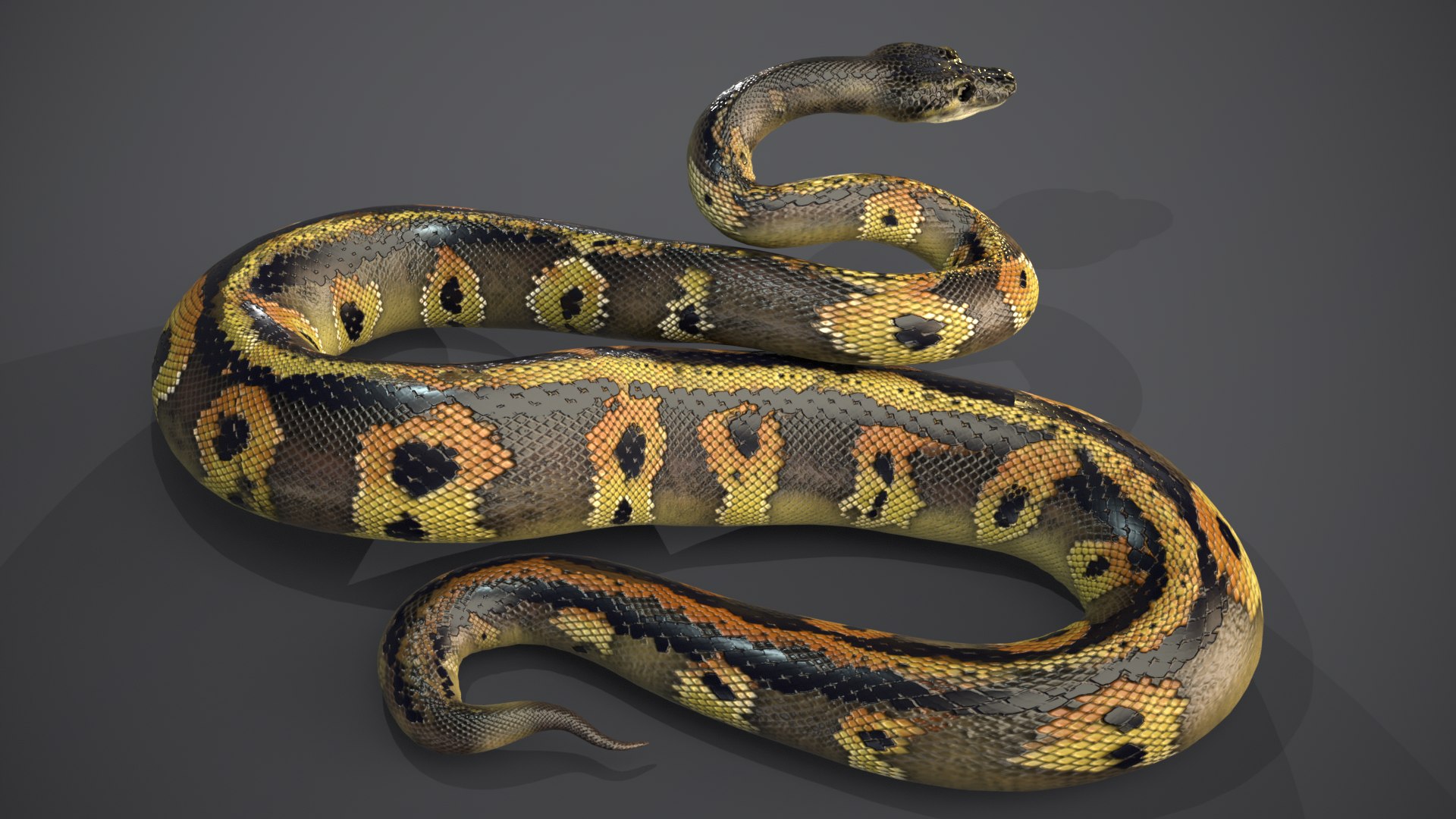 3D Blackhead Ball Python Snake Rigged Animated PBR - TurboSquid 2328601