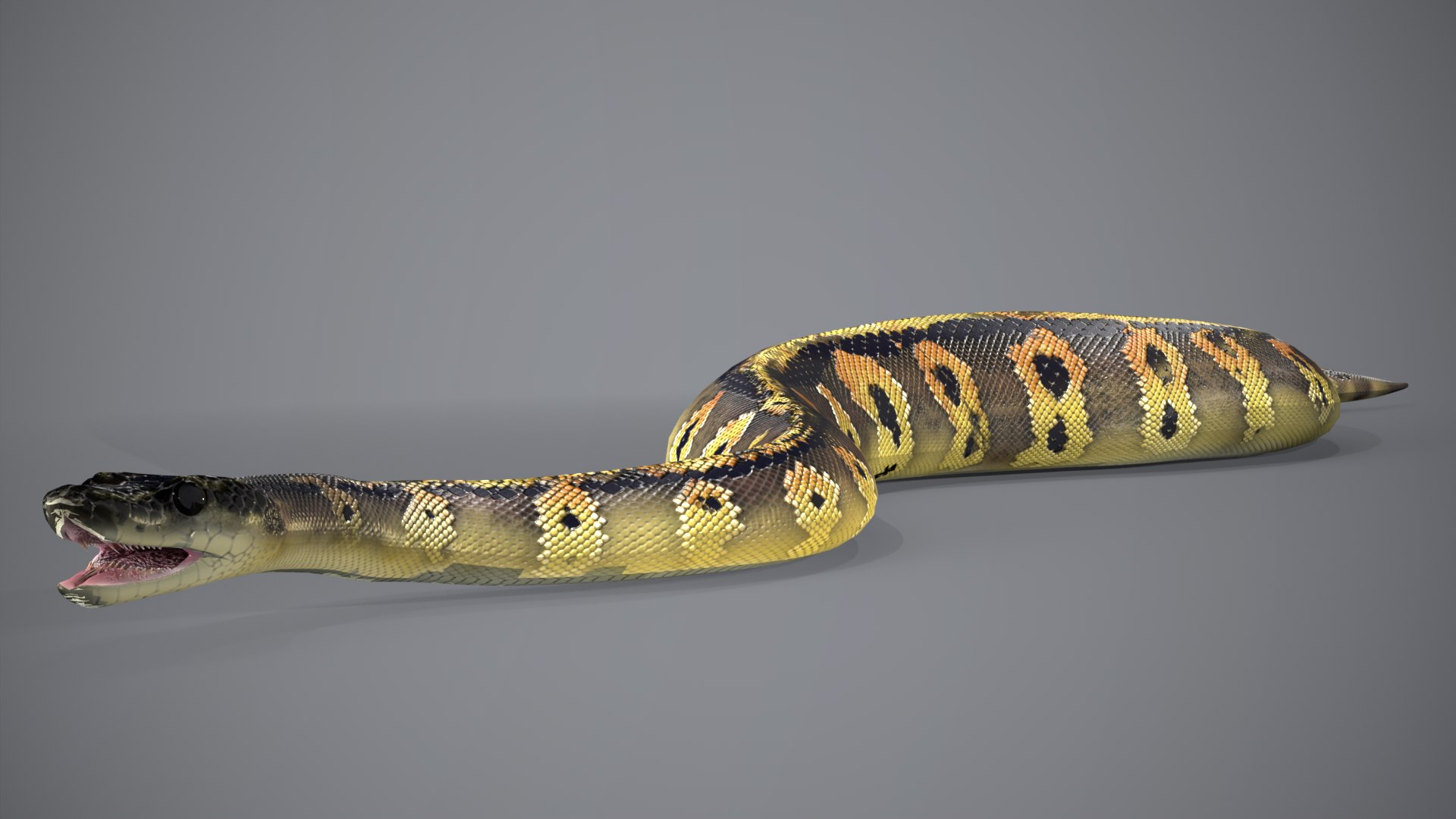 3D Blackhead Ball Python Snake Rigged Animated PBR - TurboSquid 2328601