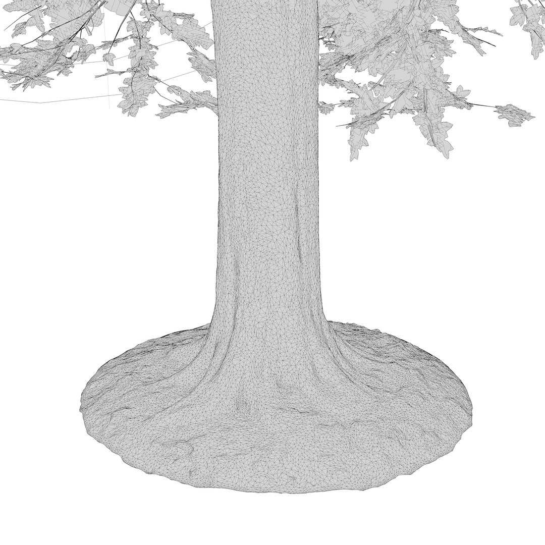 SCANNED Beech Tree 3D Model - TurboSquid 1795245