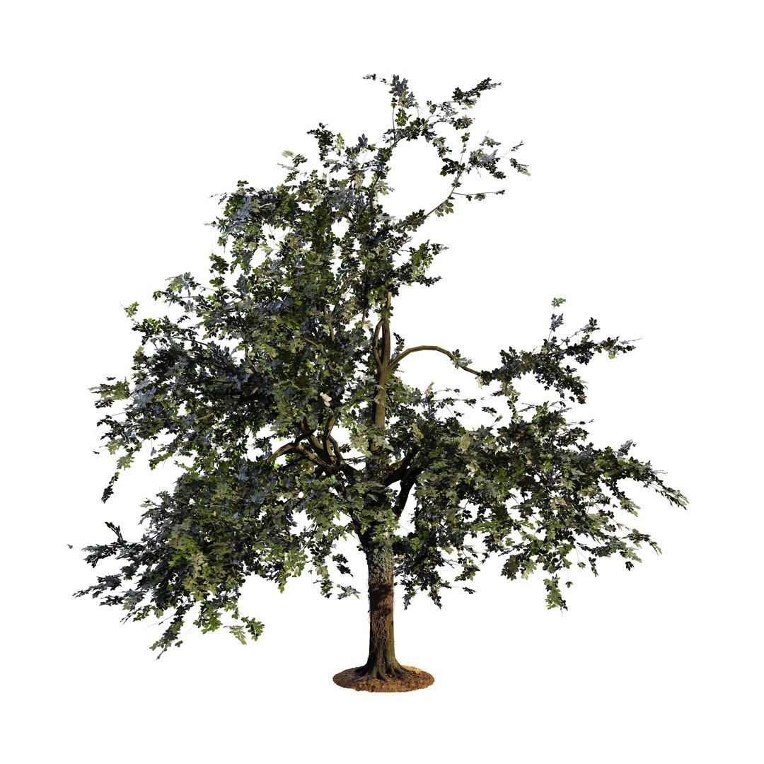 SCANNED Beech Tree 3D Model - TurboSquid 1795245