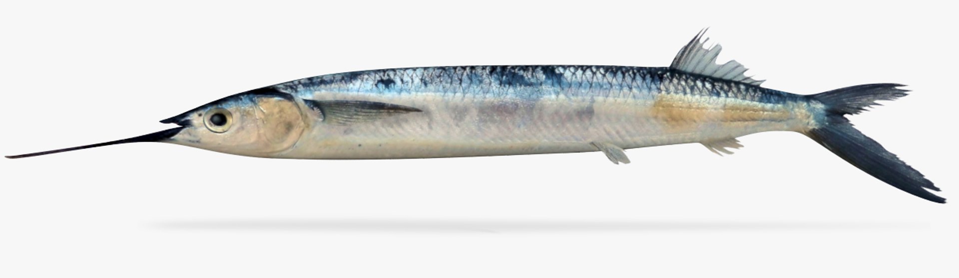 Longfin Halfbeak Model - TurboSquid 1309323