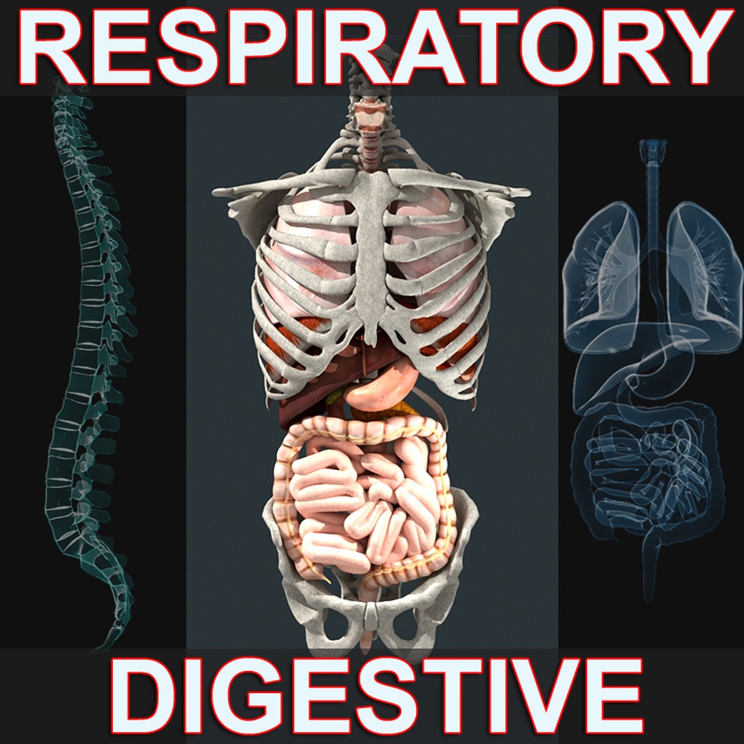 human digestion 3d