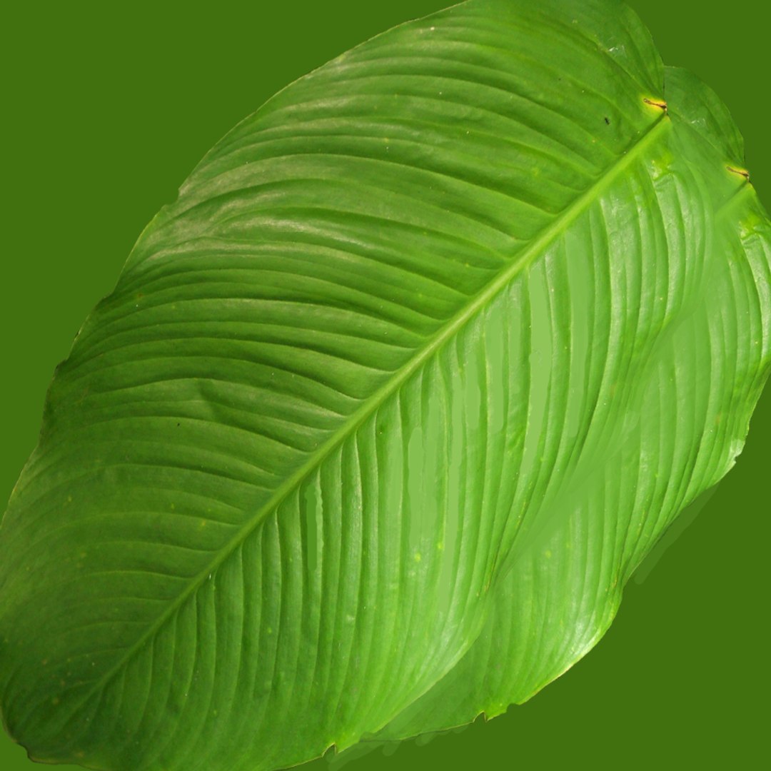 3d Plant Model