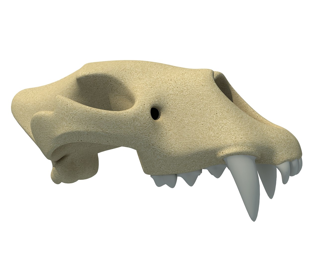 3D Lion Skull Model - TurboSquid 1177700
