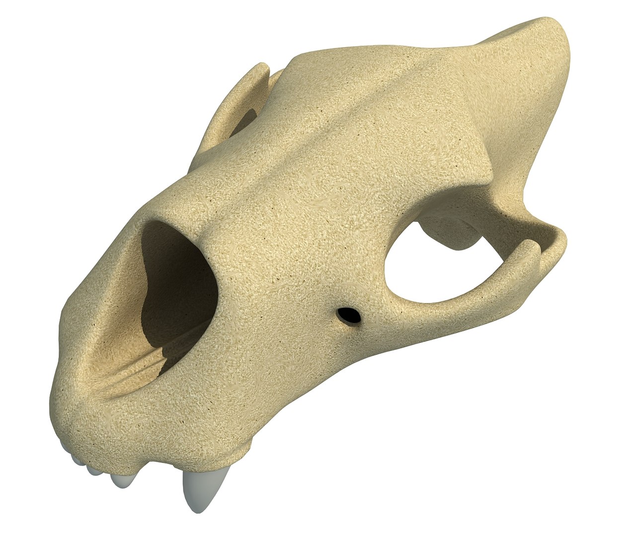 3D Lion Skull Model - TurboSquid 1177700