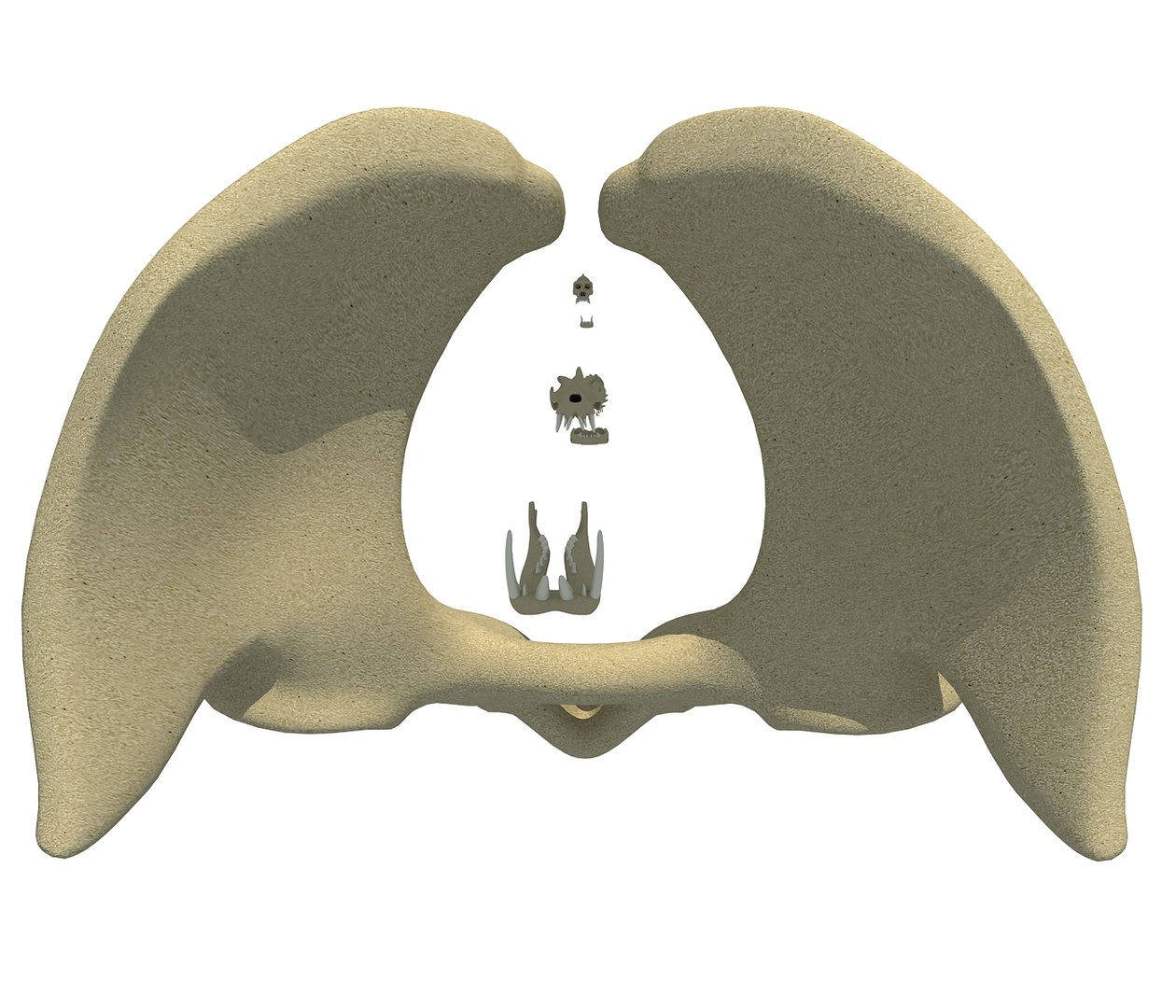 3D Model Animal Pelvis - TurboSquid 1177880