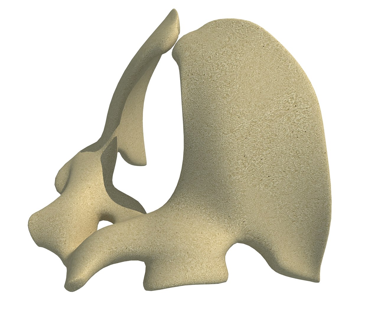3D Model Animal Pelvis - TurboSquid 1177880