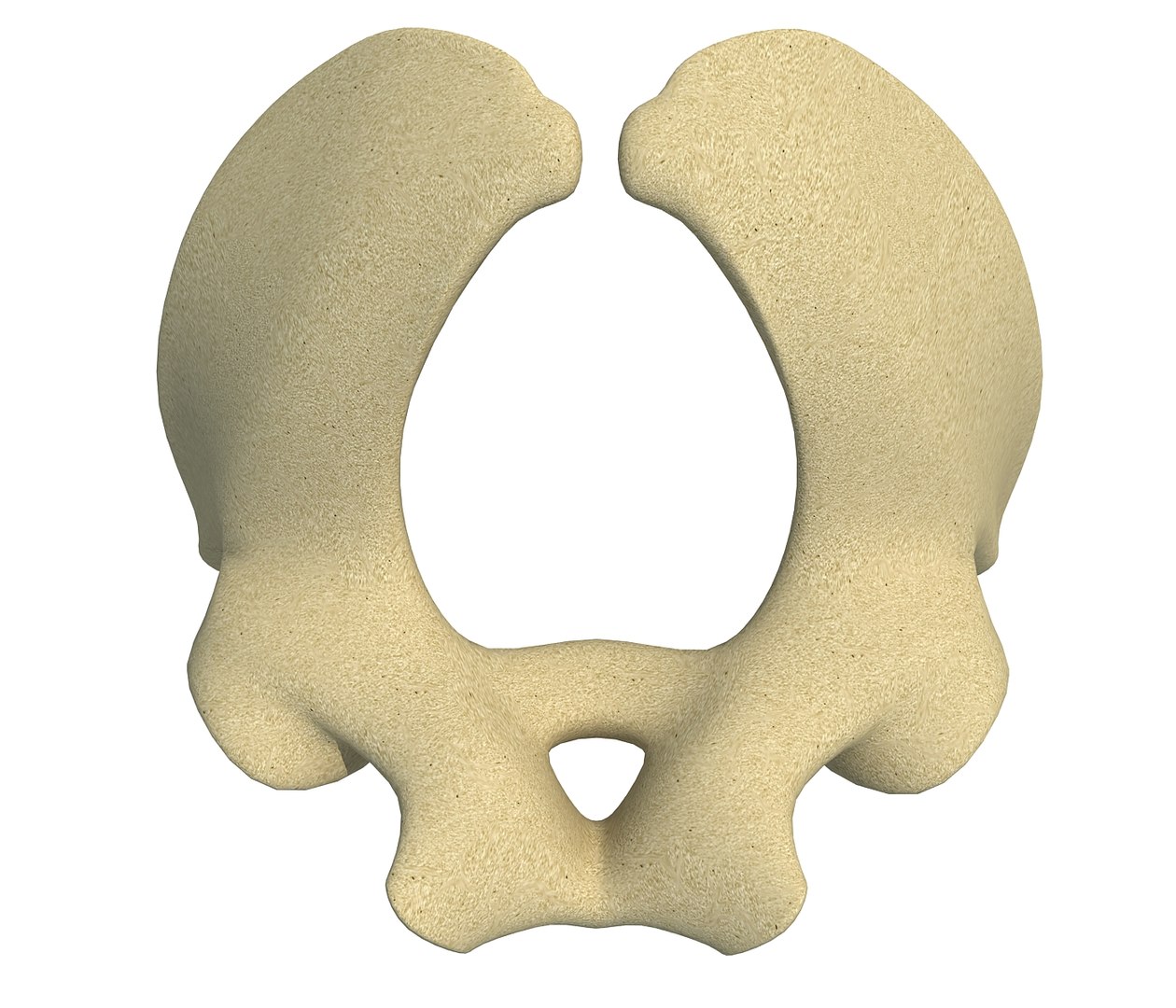 3D Model Animal Pelvis - TurboSquid 1177880