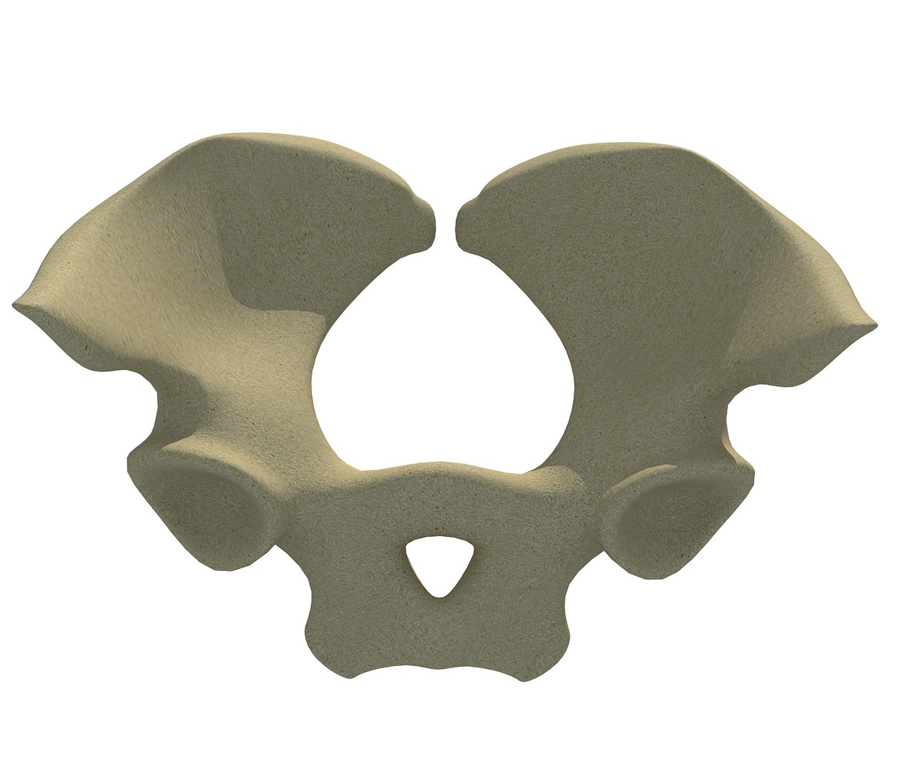3D Model Animal Pelvis - TurboSquid 1177880