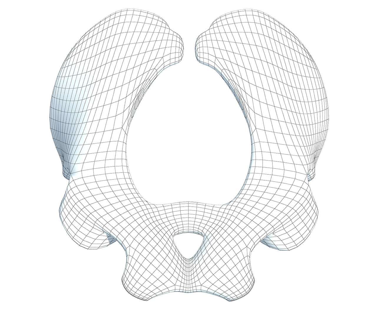 3D Model Animal Pelvis - TurboSquid 1177880