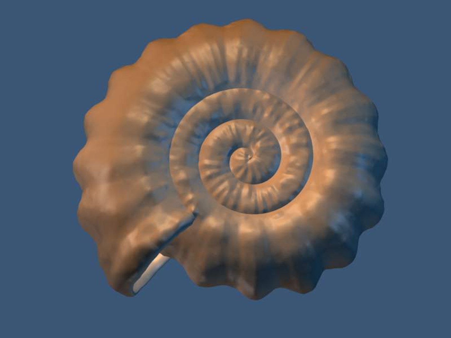 3d Prehistoric Sea Shell