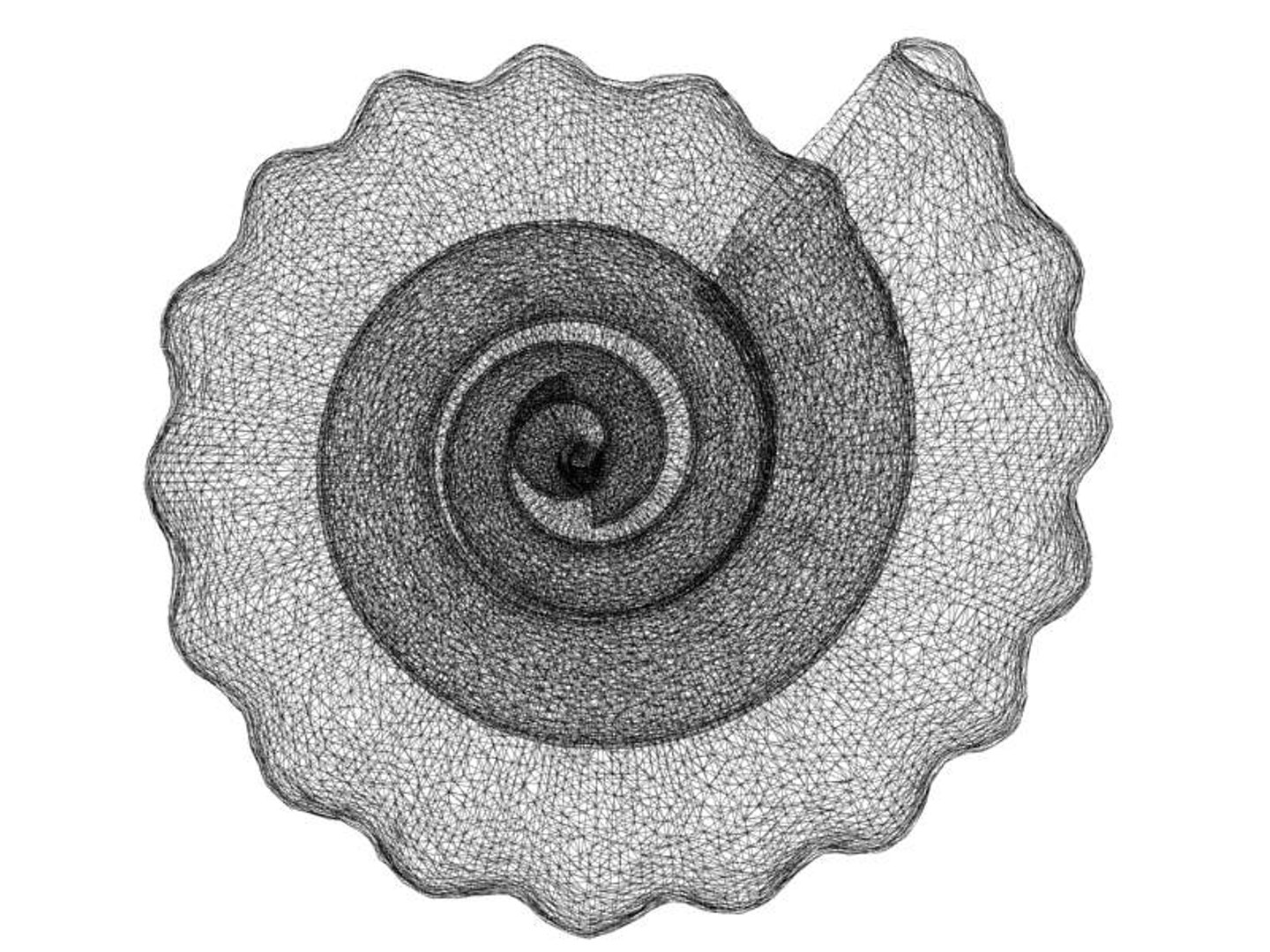 3d Prehistoric Sea Shell