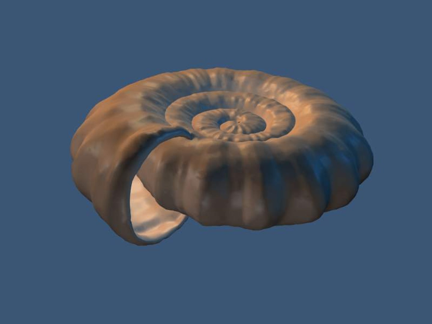 3d Prehistoric Sea Shell