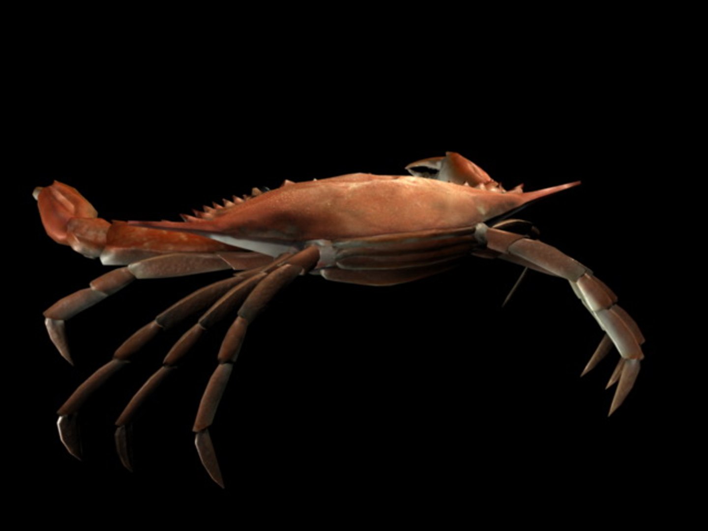 Maya Crab