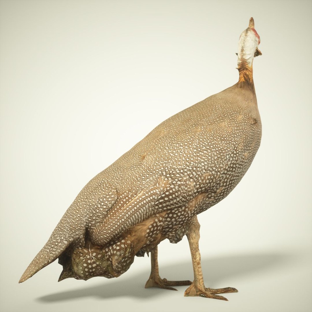 3D Animal Digital Photogrammetry - TurboSquid 1163021
