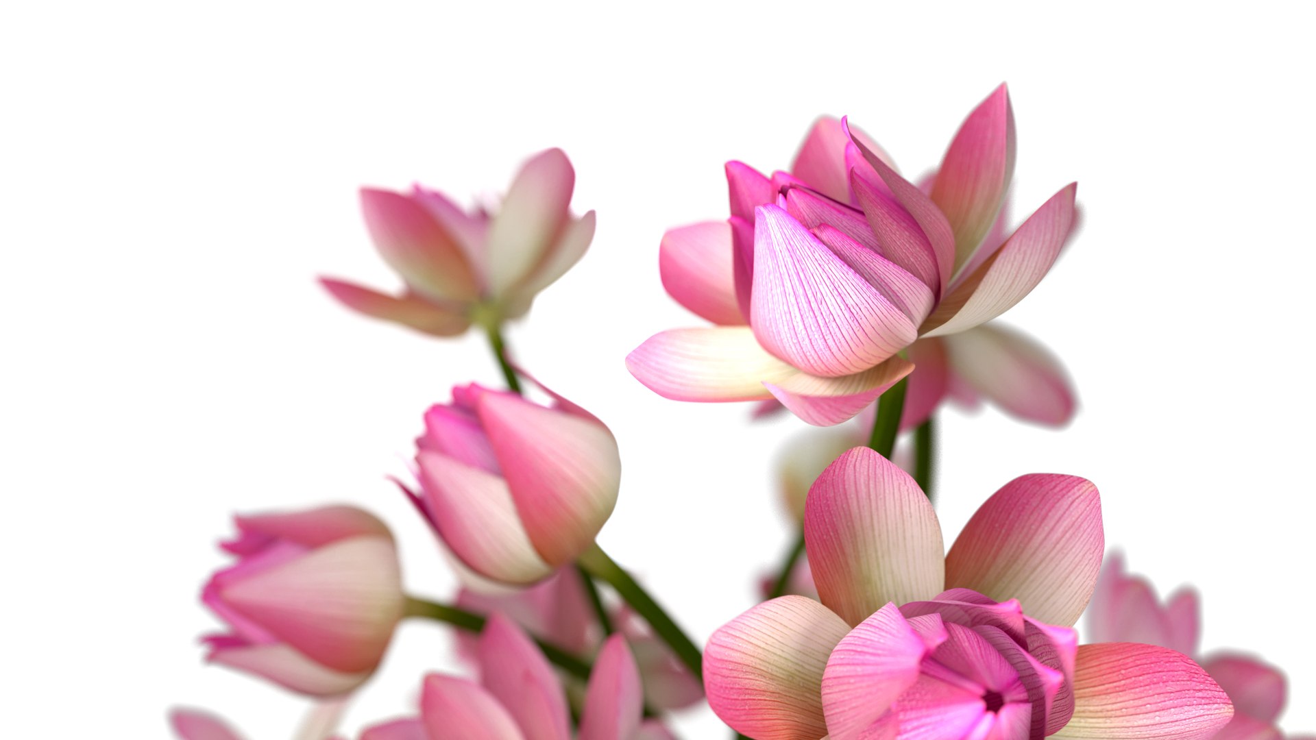 3D Model Lotus Flower Vase - TurboSquid 2085182