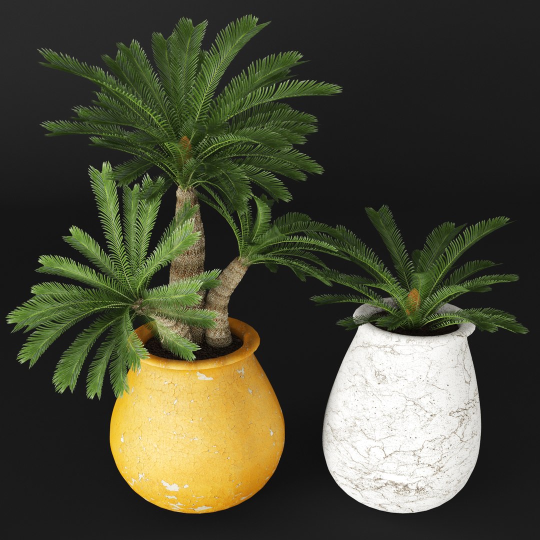 Cycas Palms Tree 3d Model