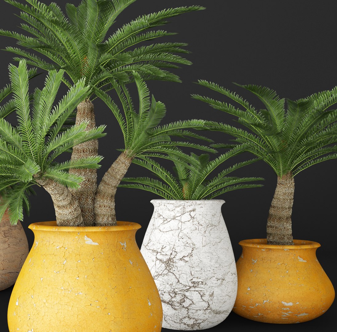 Cycas Palms Tree 3d Model