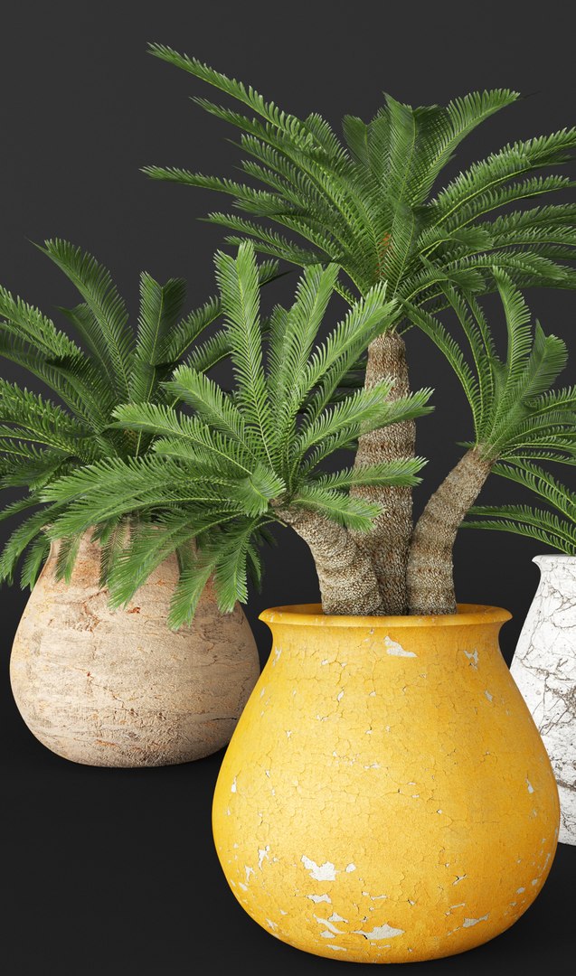 Cycas Palms Tree 3d Model