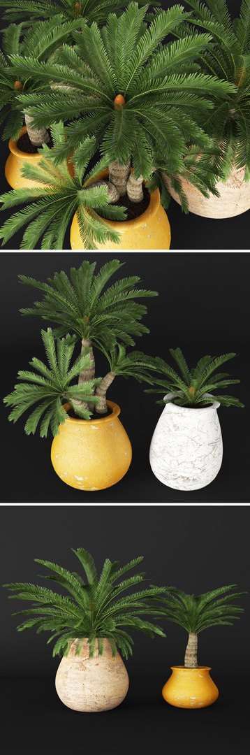 Cycas Palms Tree 3d Model
