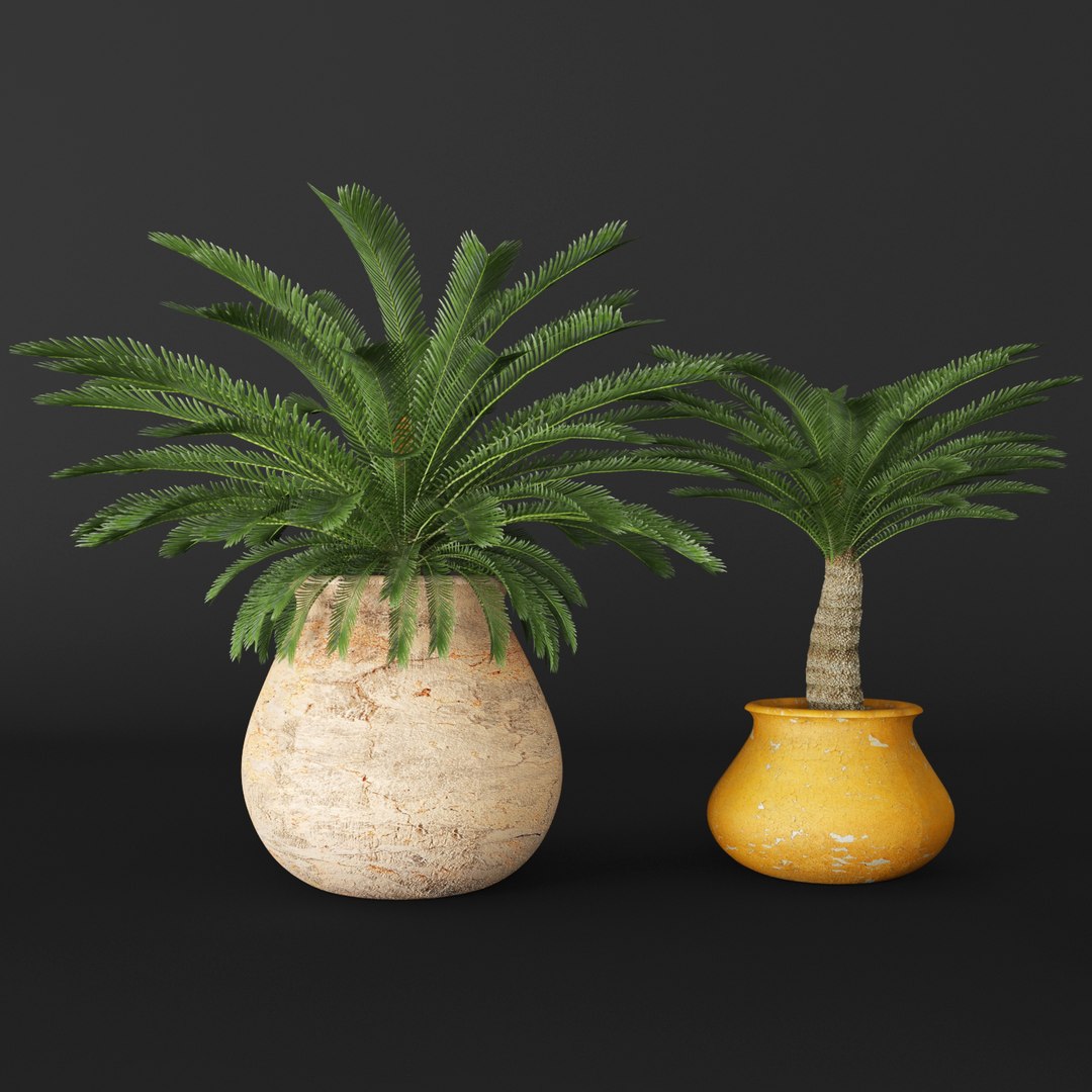 Cycas Palms Tree 3d Model