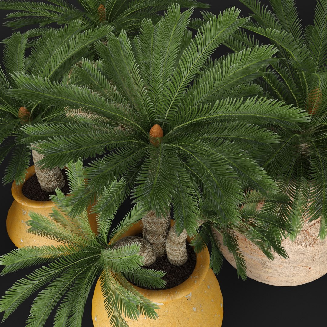 Cycas Palms Tree 3d Model