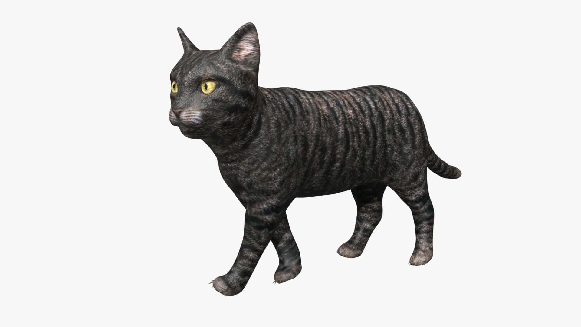 Rigged Cat 3D Model - TurboSquid 1779406