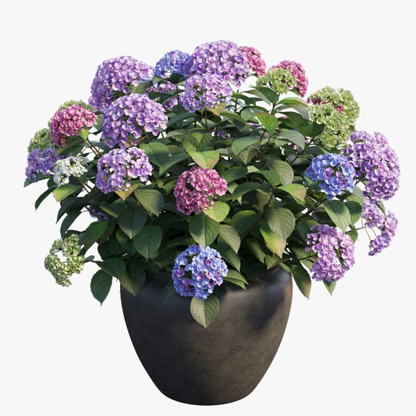 Hydrangea 3D Models for Download | TurboSquid