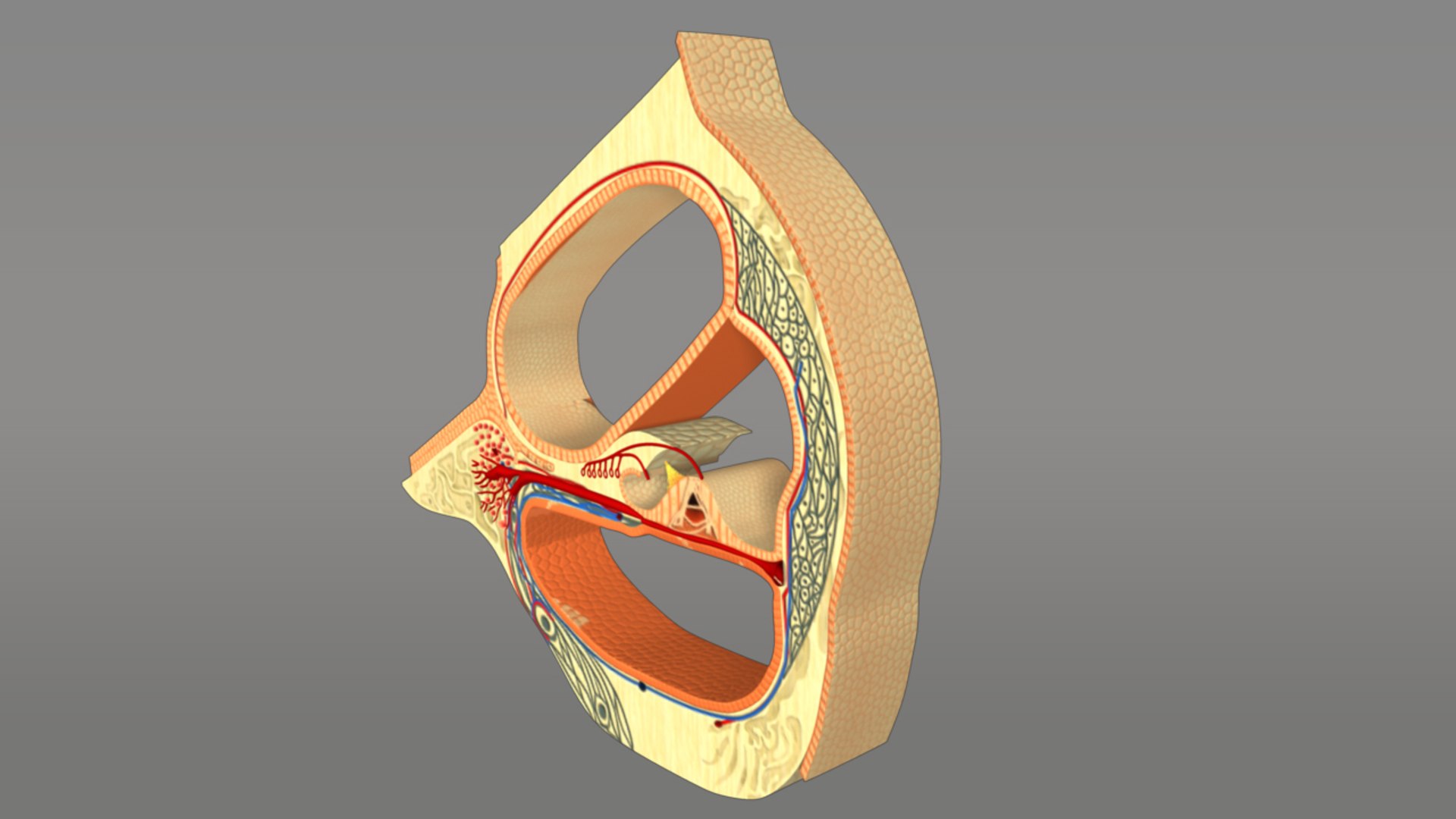 Cochlea Auditory Inner Ma