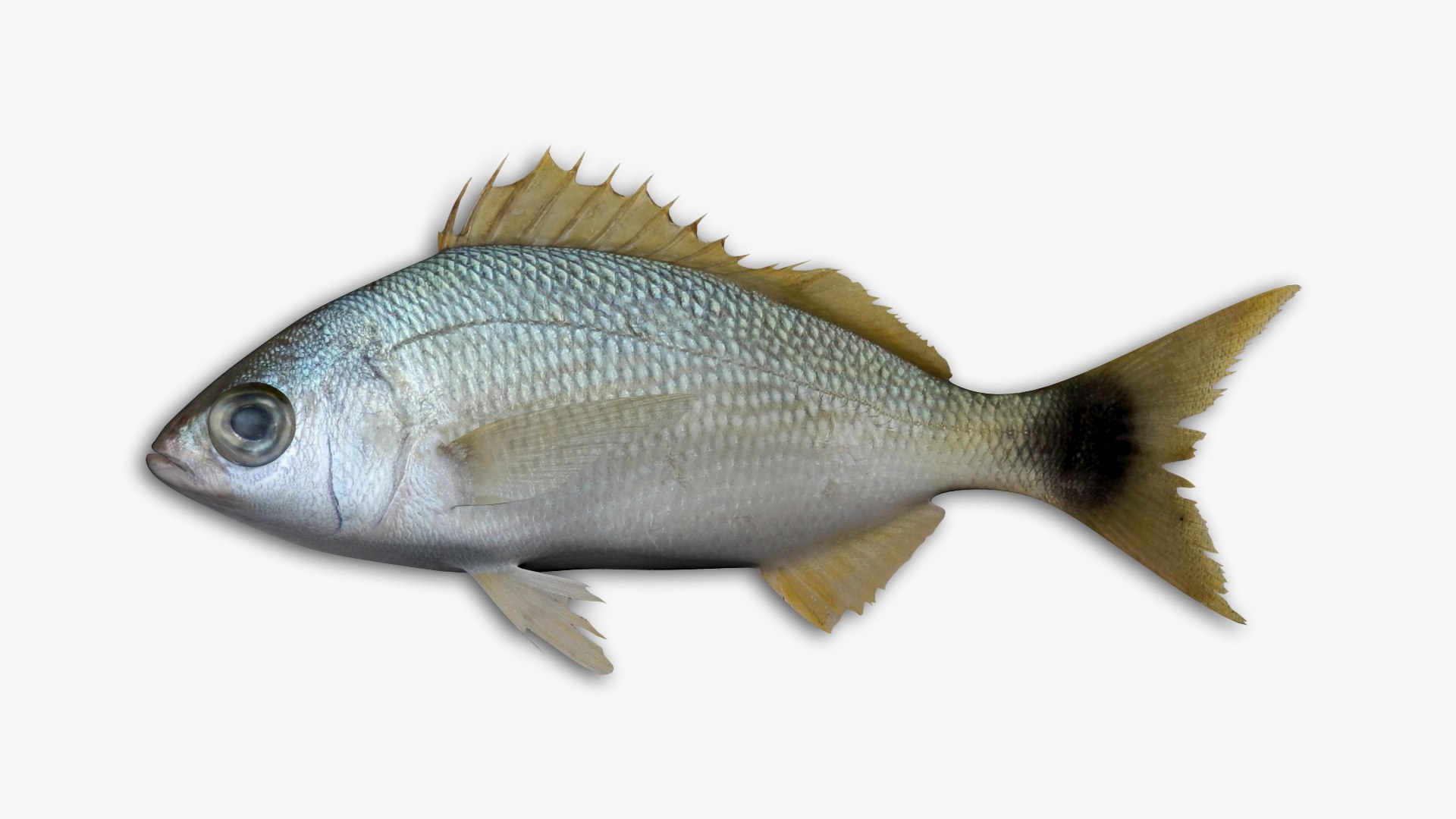 3D Grunt Fish Collection Model - TurboSquid 1818484