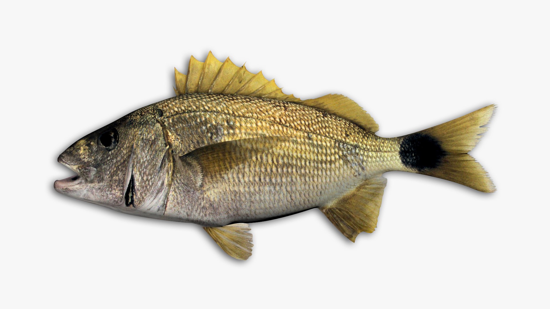 3D Grunt Fish Collection Model - TurboSquid 1818484