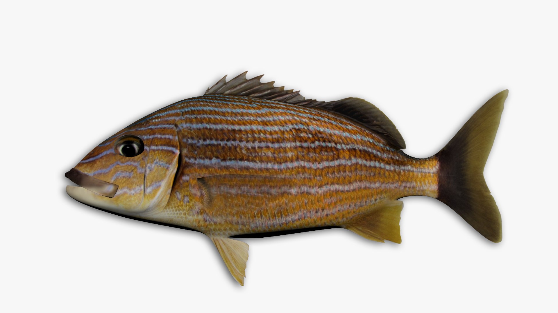 3D Grunt Fish Collection model - TurboSquid 1818484