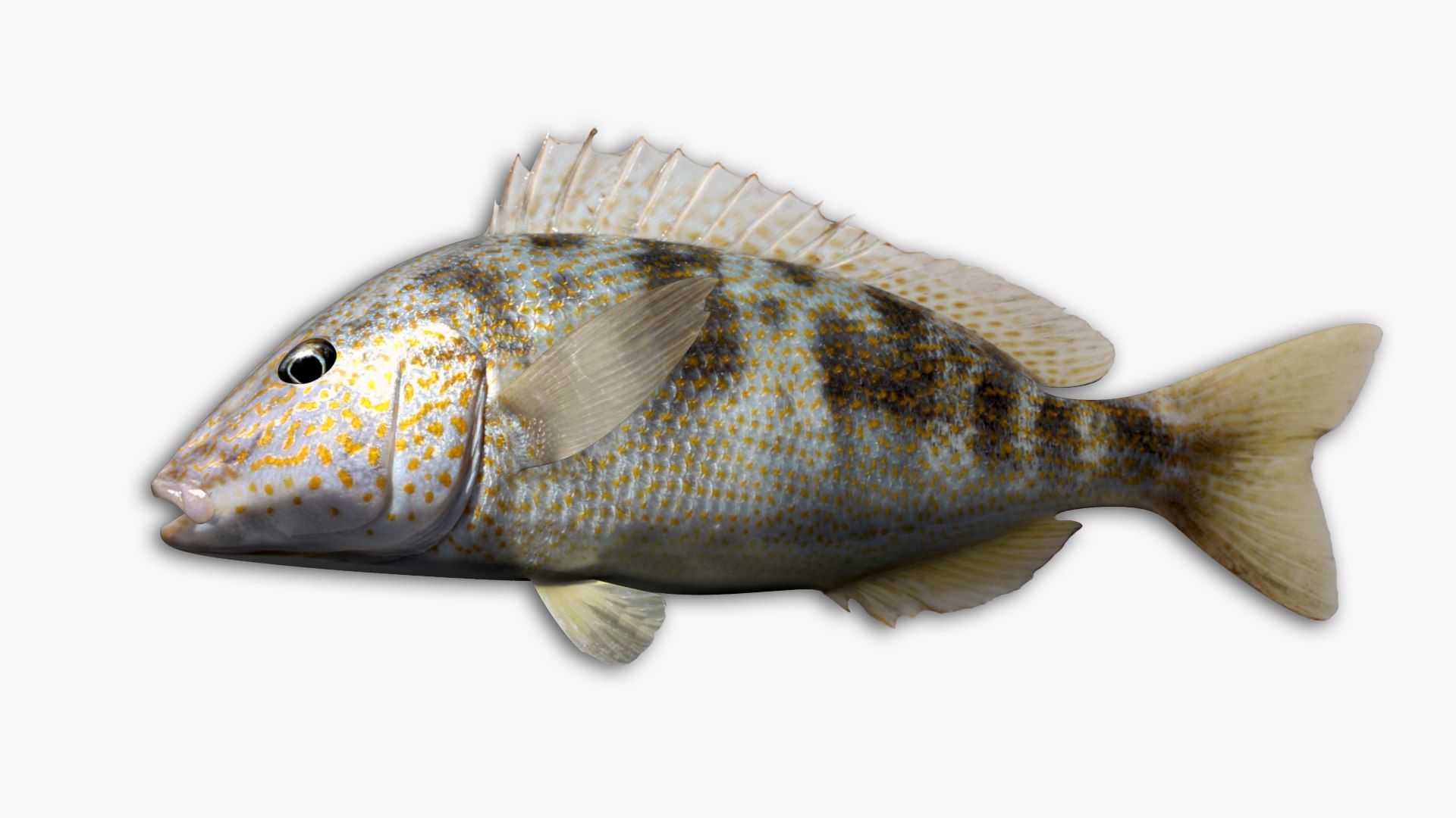 3D Grunt Fish Collection Model - TurboSquid 1818484