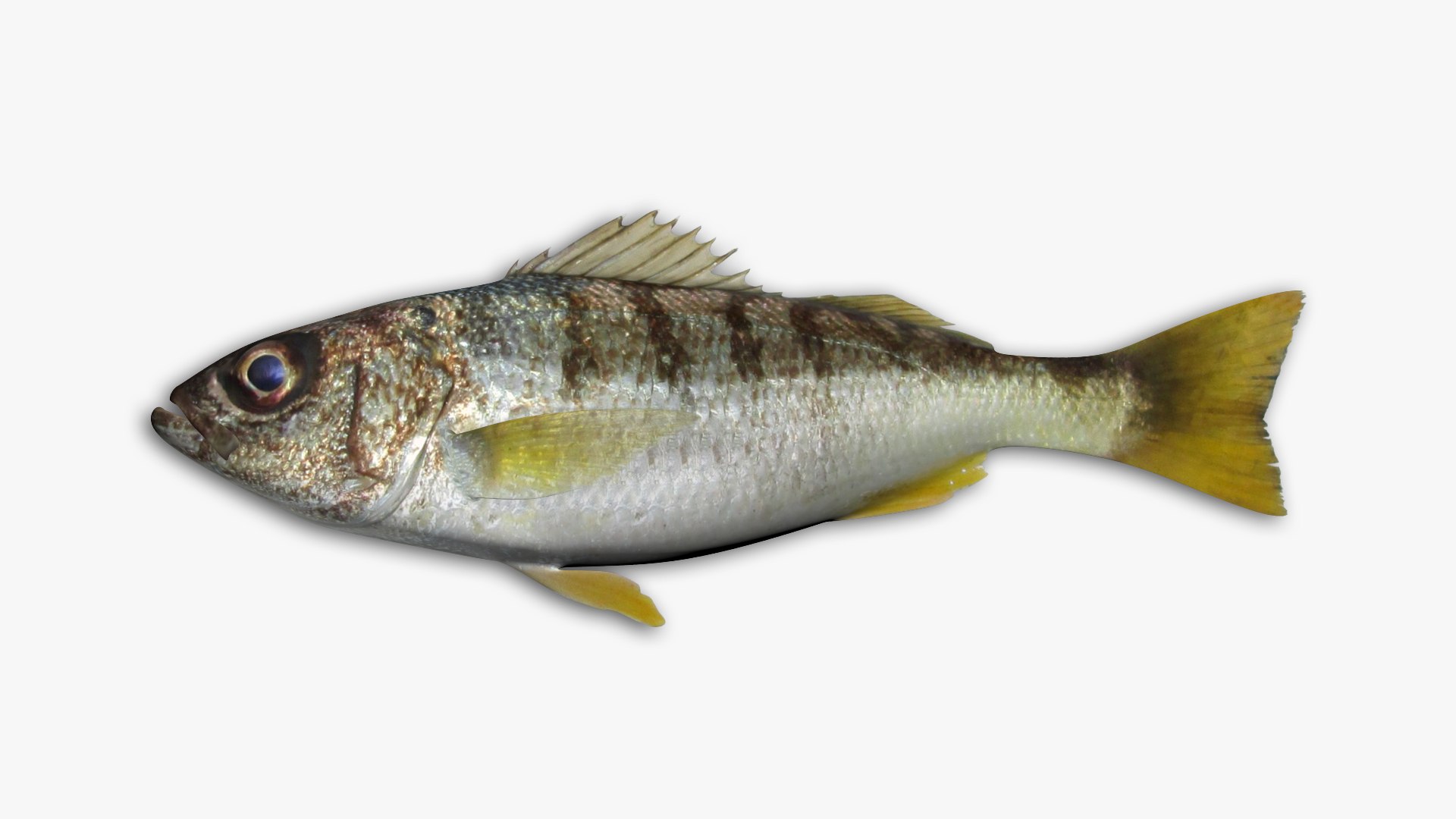 3D Grunt Fish Collection Model - TurboSquid 1818484