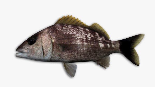 3D Grunt Fish Collection model - TurboSquid 1818484