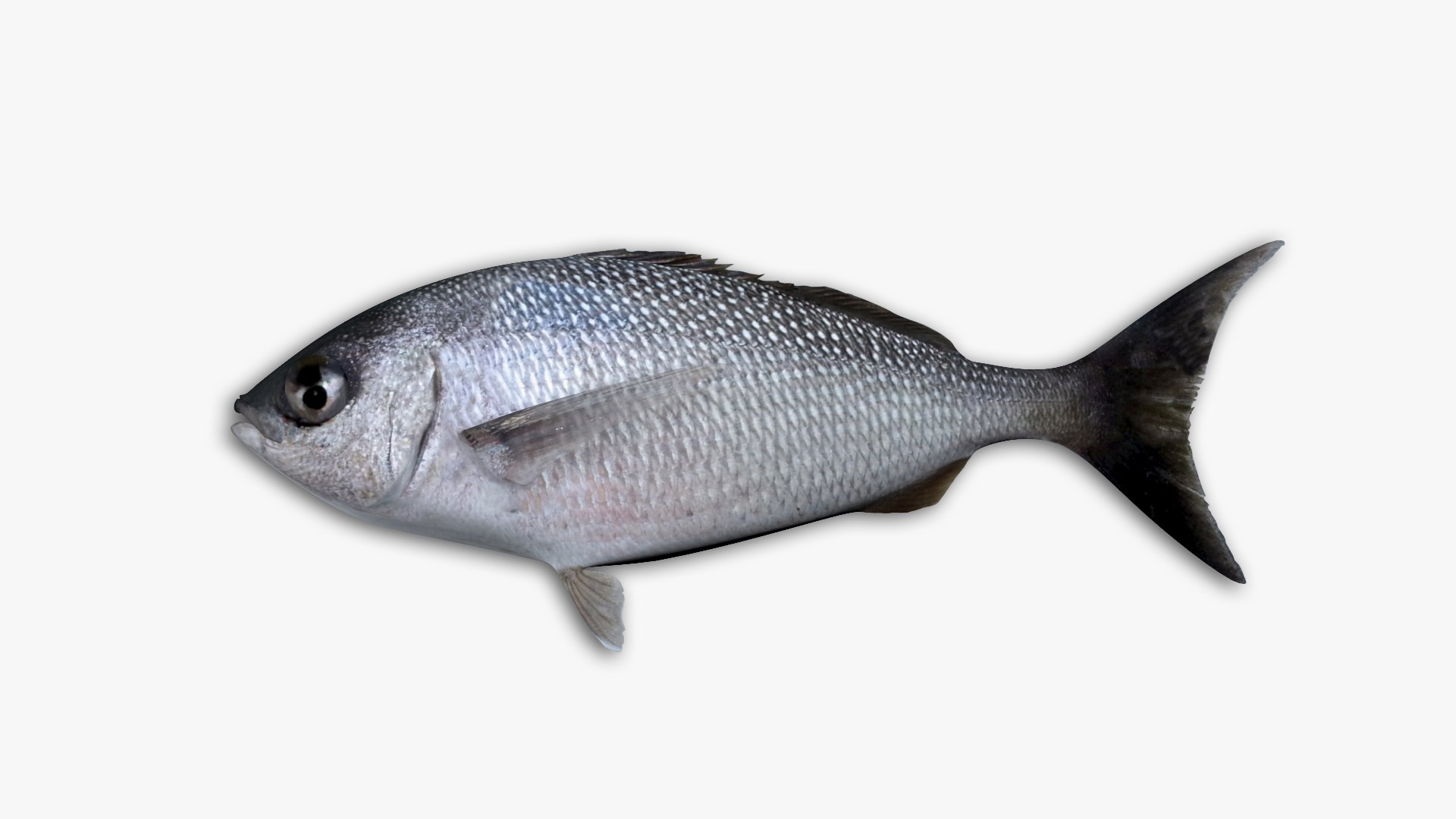 3D Grunt Fish Collection model - TurboSquid 1818484