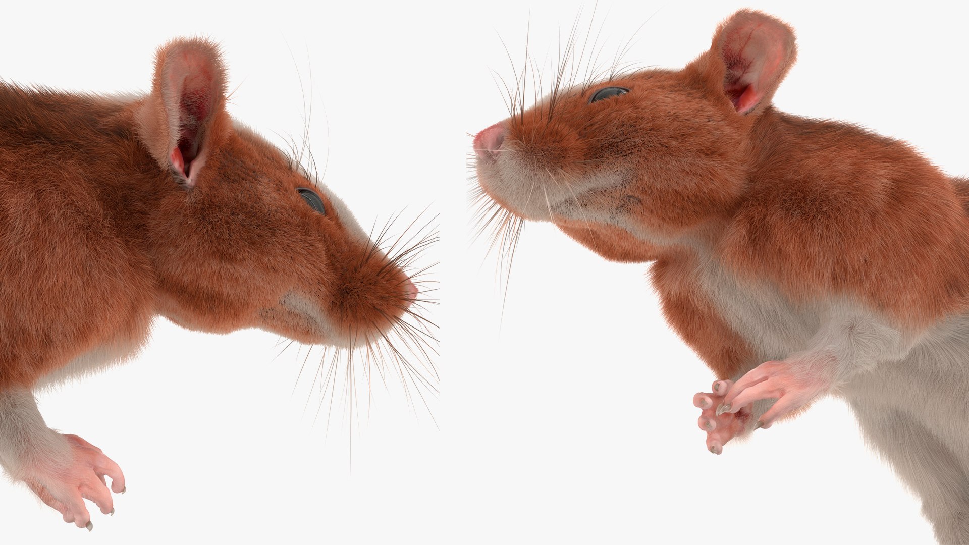 Rat With Trigger Trap Collection 3D Model - TurboSquid 1784996