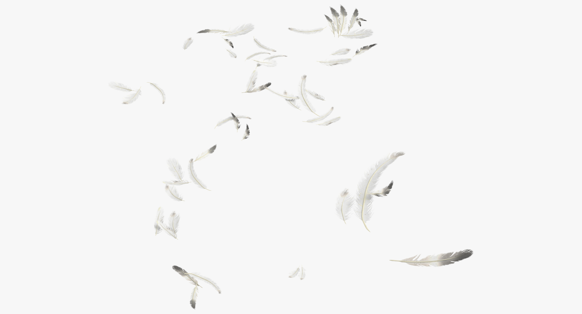 3D model scattered feathers small - TurboSquid 1359055