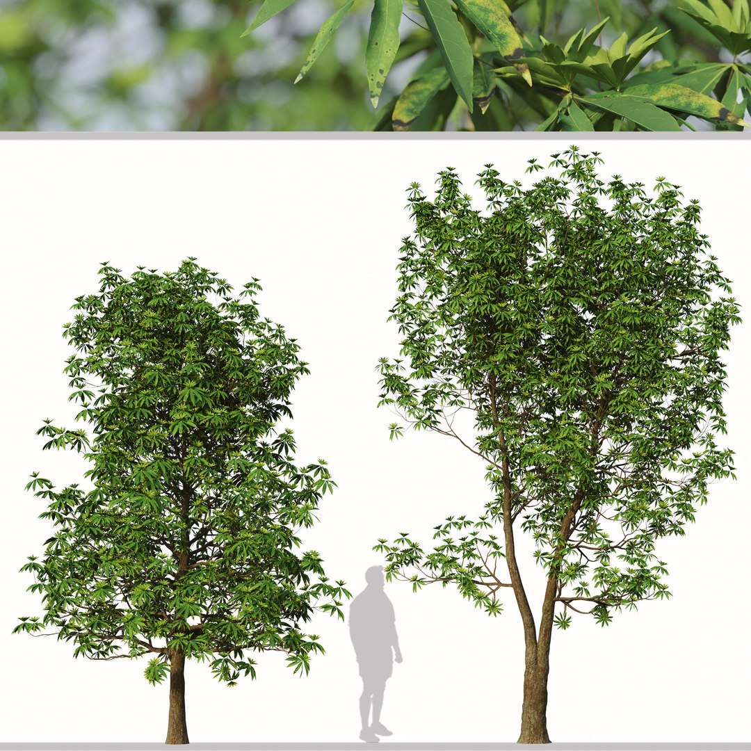 Set Of Daphniphyllum Macropodum Or False Daphne Trees 3D Model ...