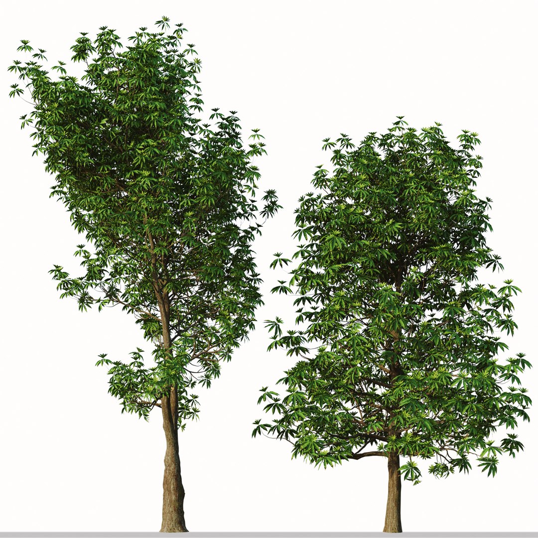 Set Of Daphniphyllum Macropodum Or False Daphne Trees 3D Model ...