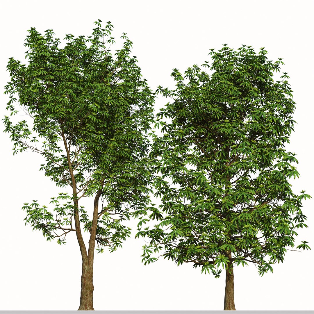 Set Of Daphniphyllum Macropodum Or False Daphne Trees 3D Model ...