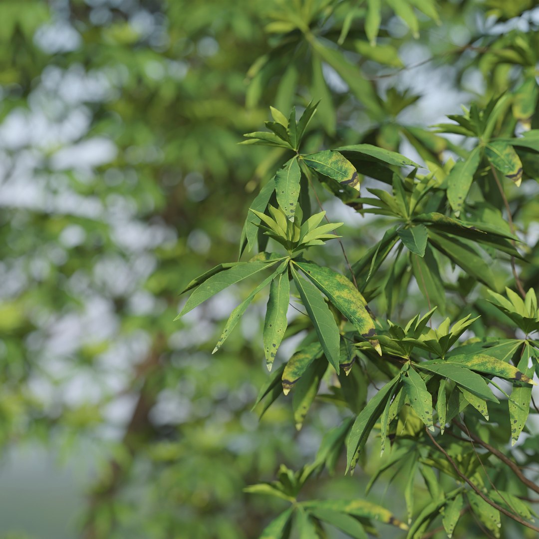 Set Of Daphniphyllum Macropodum Or False Daphne Trees 3D Model ...