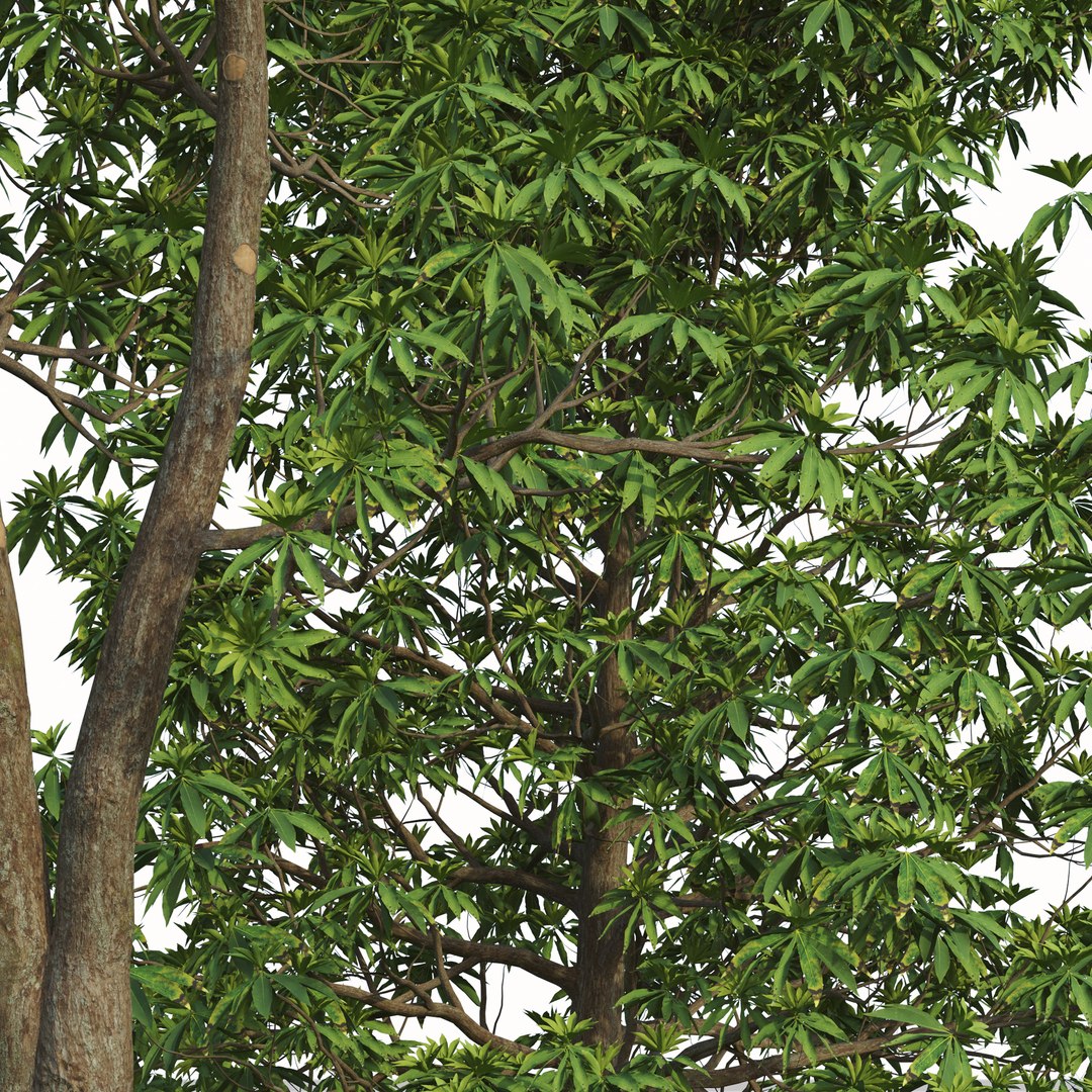 Set Of Daphniphyllum Macropodum Or False Daphne Trees 3D Model ...