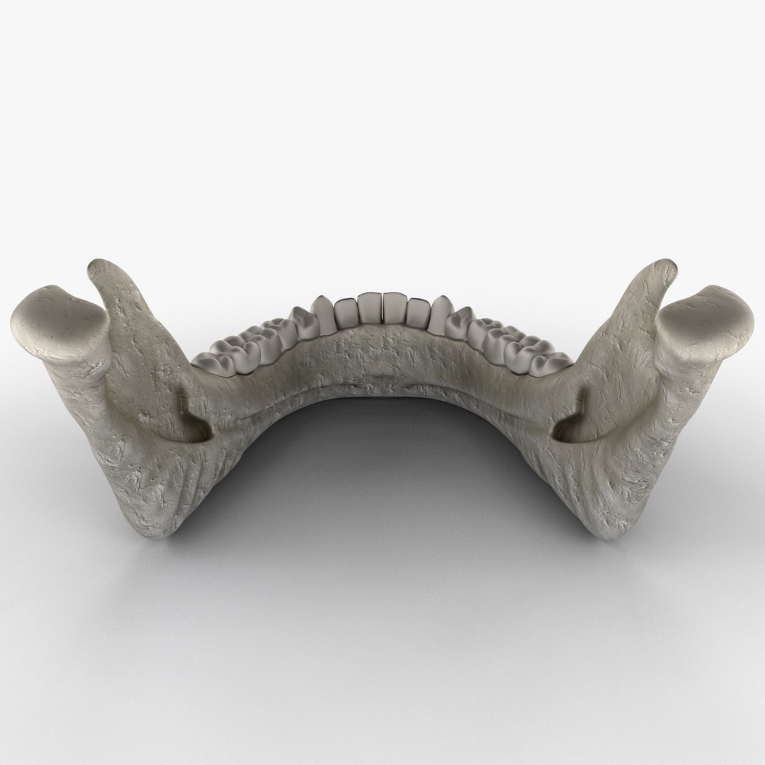 Mandible Bone 3d Model