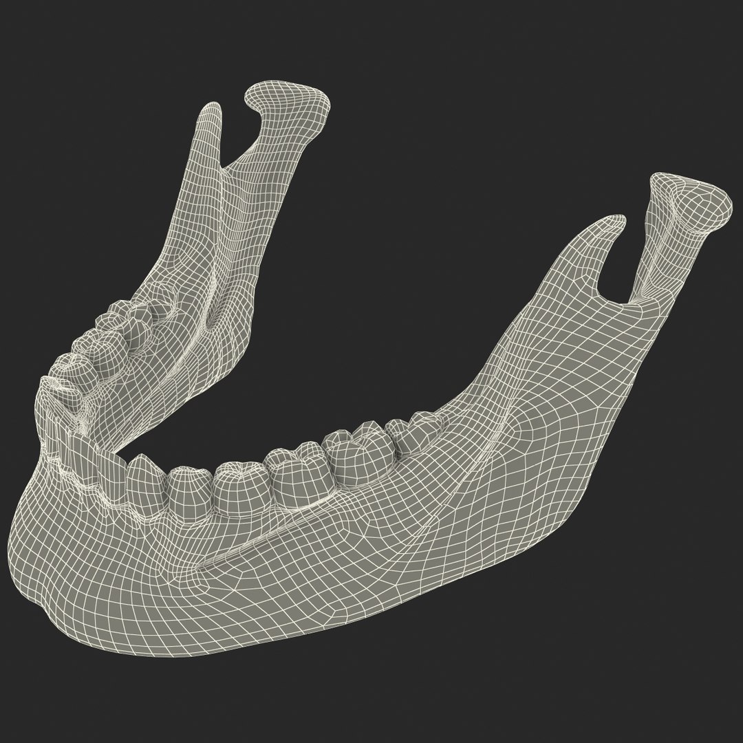 Mandible Bone 3d Model